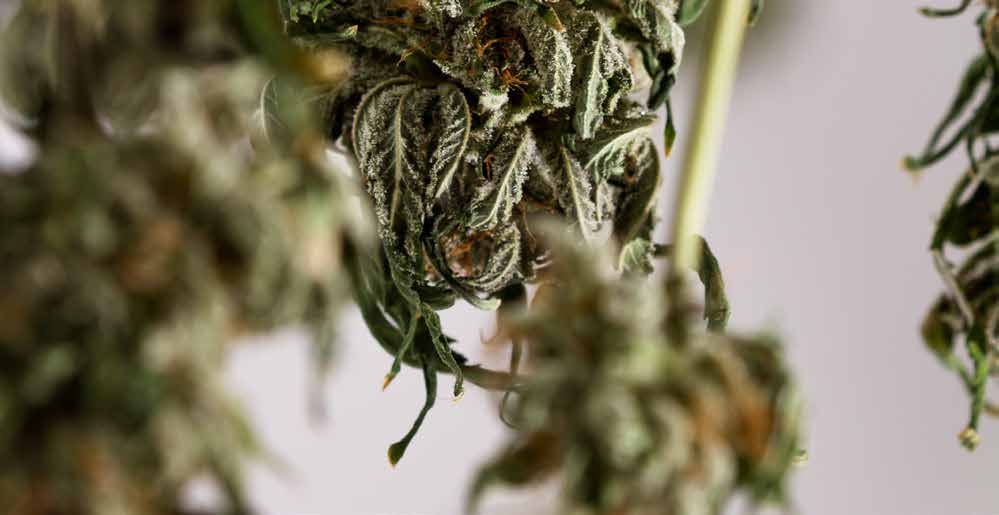 CHP for Cannabis | Cogeneration for Cannabis | Flex Turbines®